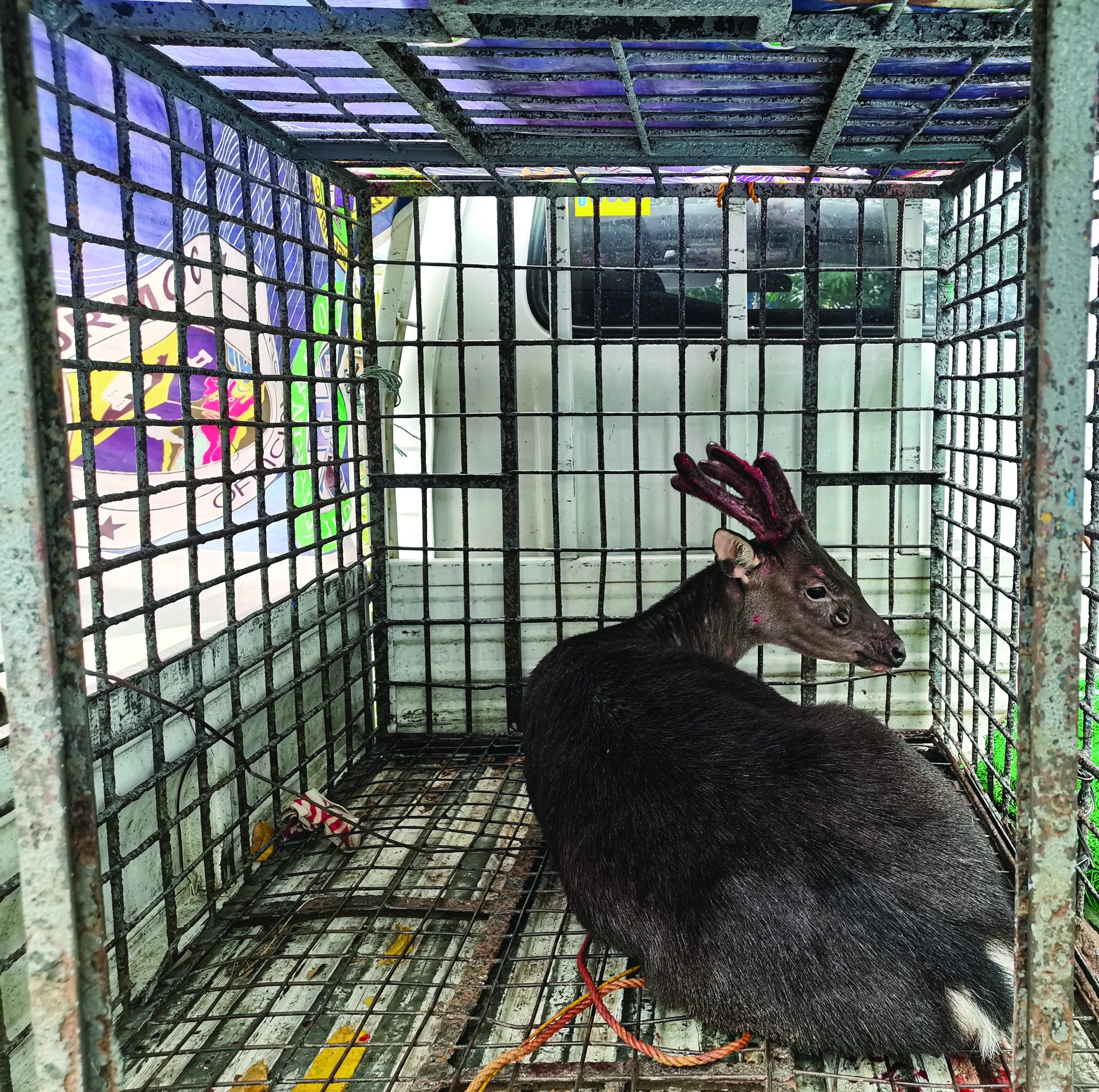 EDC Biodiversity team rescues an endangered Philippine Deer in Ormoc ...