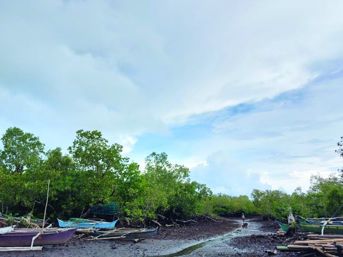 In northern Salcedo, restoring mangroves is a community endeavor ...