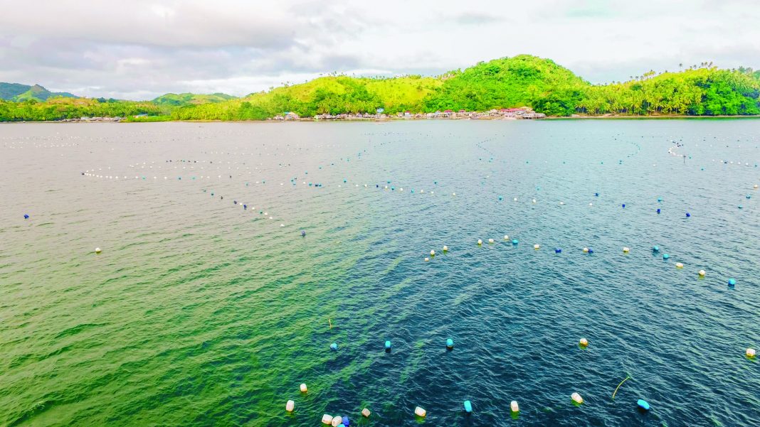Daram fishers reap fortune for hard work thru sustainable mussel ...