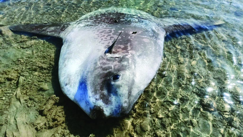 Sunfish found in an island village in Eastern Samar town - Leyte Samar ...