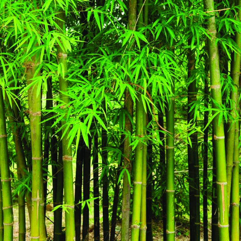 Samar provincial government to go on massive bamboo planting to combat ...