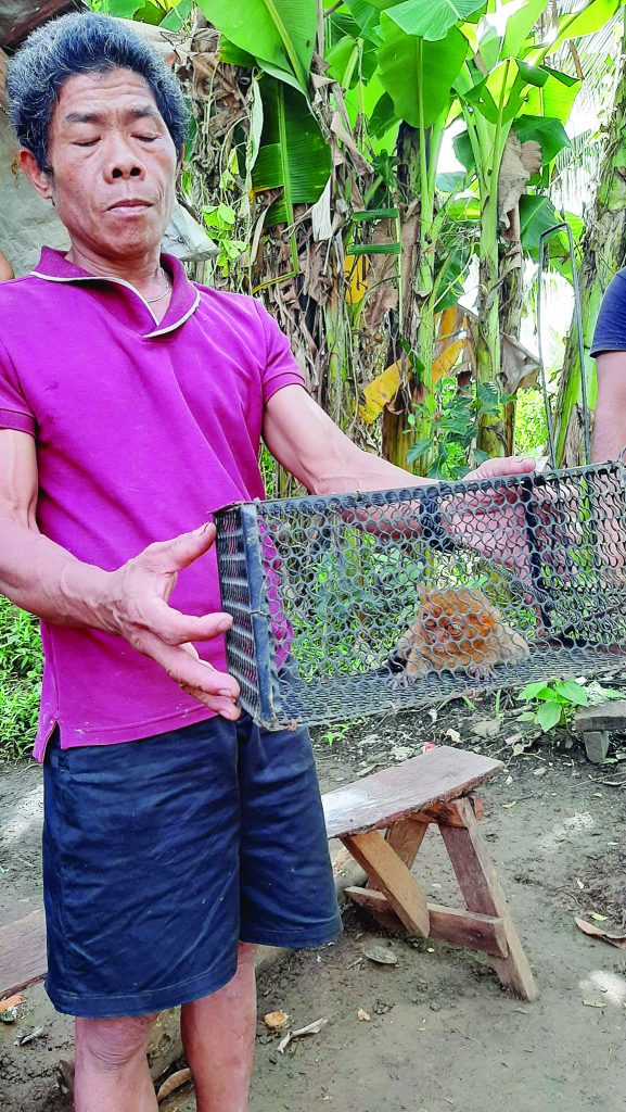 Tarsier found in Eastern Samar town; DENR remind public not to keep ...