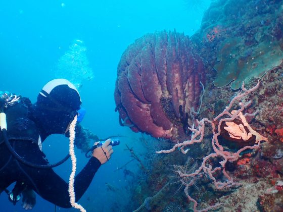 Daram eyes dive tourism boom after underwater survey reveals rich ...