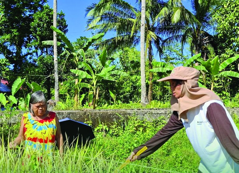 Eastern Visayas palay output drops 14.6% in first quarter of 2026, PSA ...